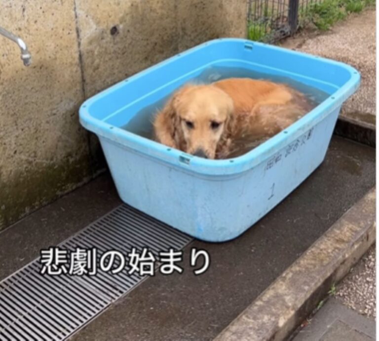 「パパ、パパ」と続ける息子さん（＠aka_tasoさんより提供） – ほ・とせなNEWS