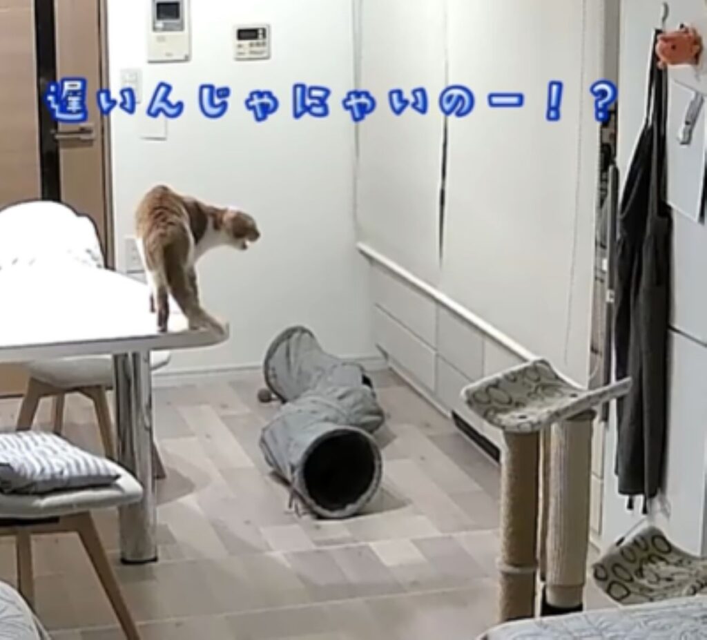 呼ぶように鳴いています（＠baumkuchen_cat.bamさんより提供） – ほ・とせなNEWS