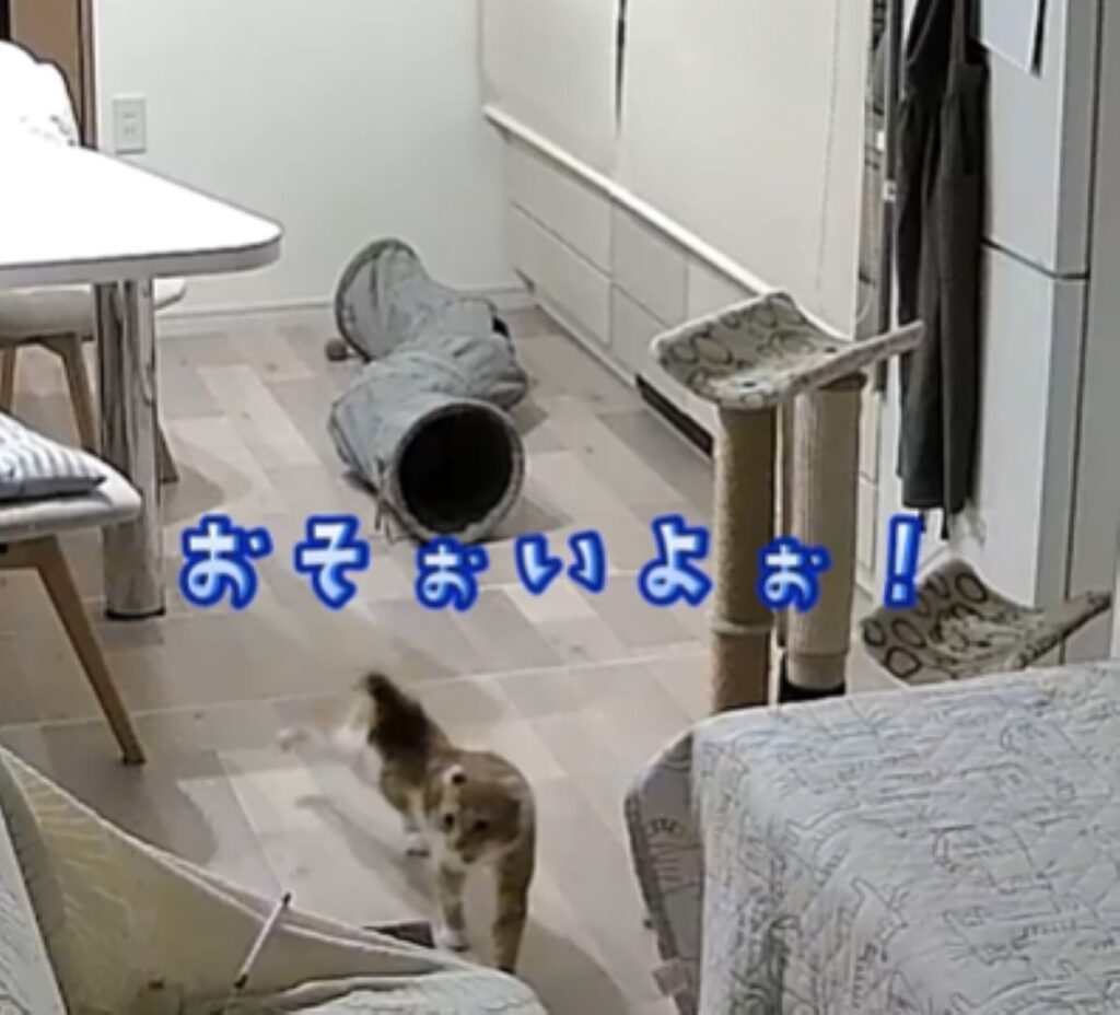 早く帰ってきてほしそうです（＠baumkuchen_cat.bamさんより提供） – ほ・とせなNEWS