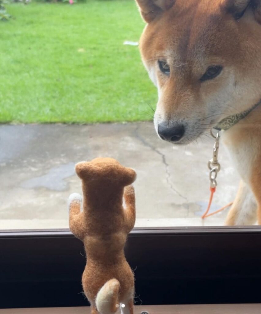 見つめるくうちゃん（＠shibainumarche.kuuuさんより提供） – ほ・とせなNEWS