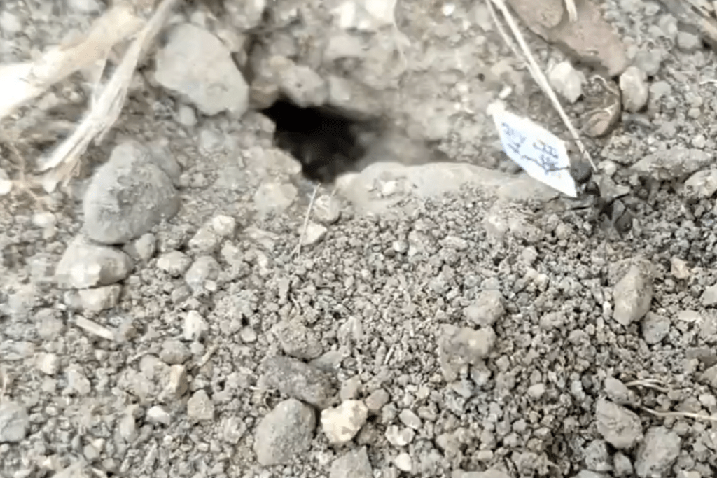 巣の近くに紙を発見した働きアリ（@aoiwa_88さんより提供） – ほ・とせなNEWS