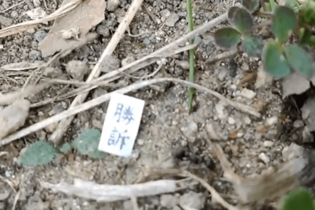 すぐに次の任務へ向かいます♪（@aoiwa_88さんより提供） – ほ・とせなNEWS