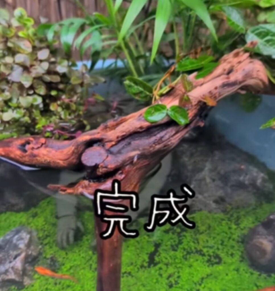 完成したビオトープ（＠akr_6.9さんより提供） – ほ・とせなNEWS