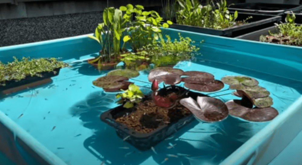 再び植物を配置（@minami_medakaさんより提供） – ほ・とせなNEWS